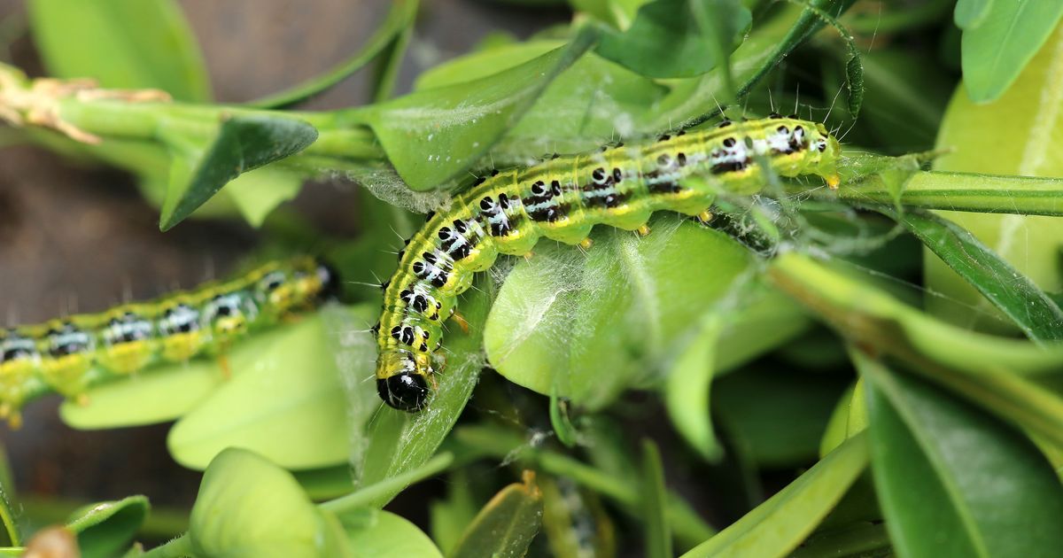 Wenn die Raupe beim Buchs zum „Raubtier“ wird | Tiroler Tageszeitung ...