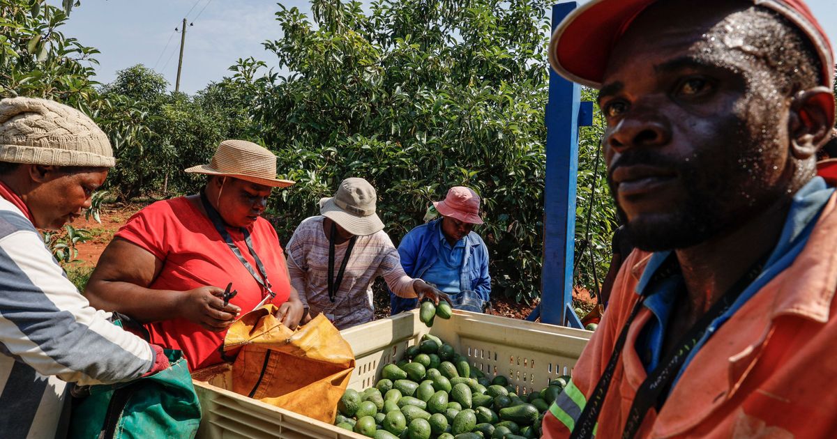 Avocado-Mafia im bitteren Kampf um das grüne Gold | Tiroler ...
