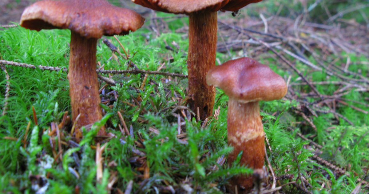 20 tödliche Pilzarten: So lernt man in Tirol die wichtigsten Giftpilze ...
