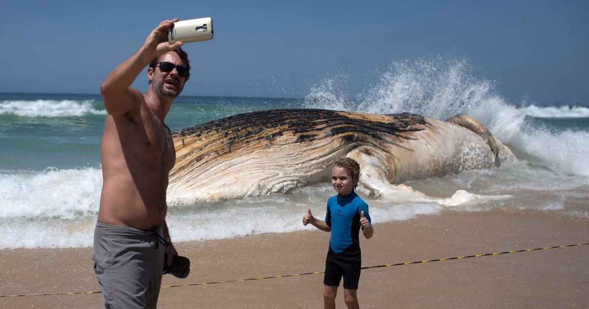 30-Tonnen-Wal am Strand in Rio de Janeiro angespült | Tiroler ...