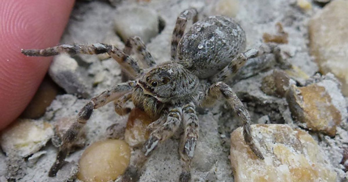 Größte Spinne Mitteleuropas: Südrussische Tarantel immer häufiger in ...