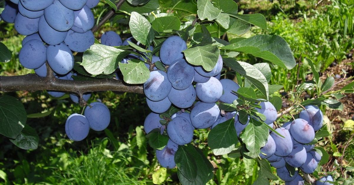 Gut zu essen: Allerlei Wissenswertes rund um die Stanzer Zwetschke ...