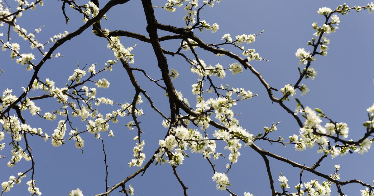 Versicherung für Stanzer Zwetschke | Tiroler Tageszeitung – Aktuelle ...