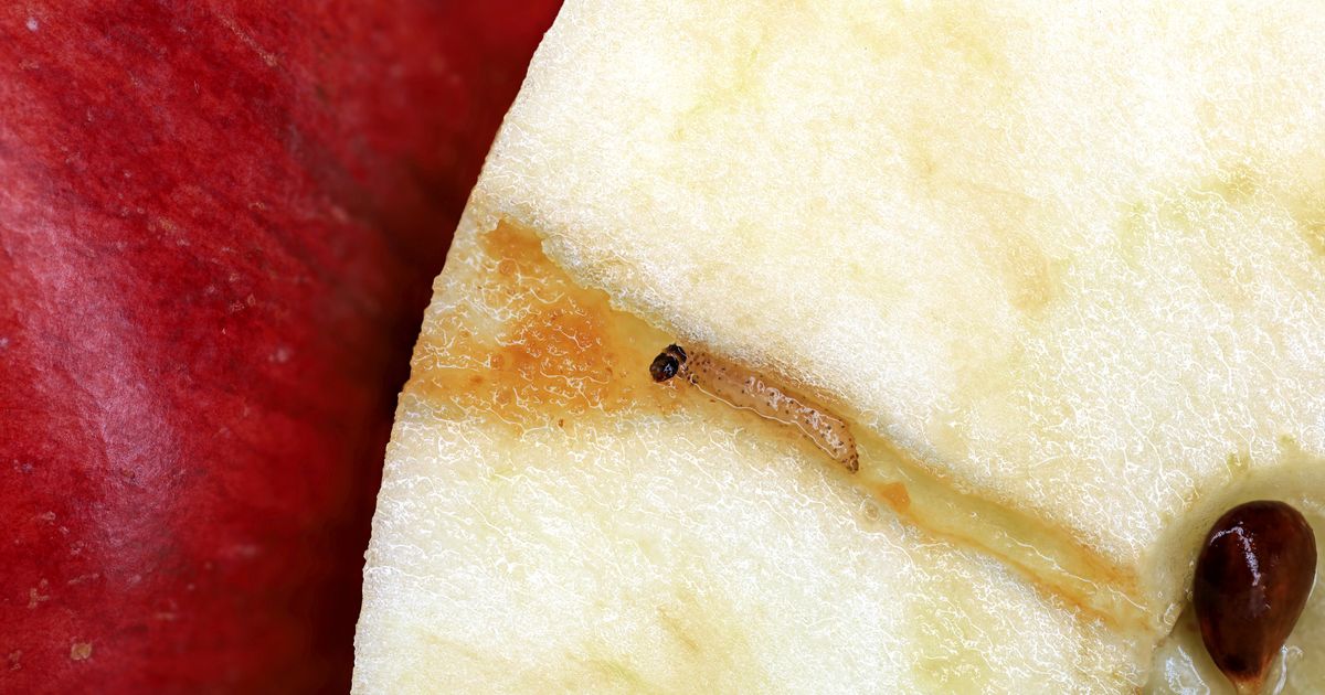 Milde Winter und heiße Sommer: Schädlinge sind auf dem Vormarsch ...