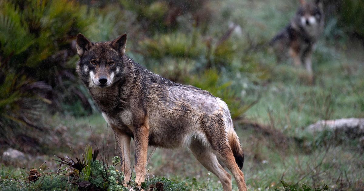 Neue Risse: Jäger erlegten Wolf im Ötztal, weiteres Tier in Osttirol ...