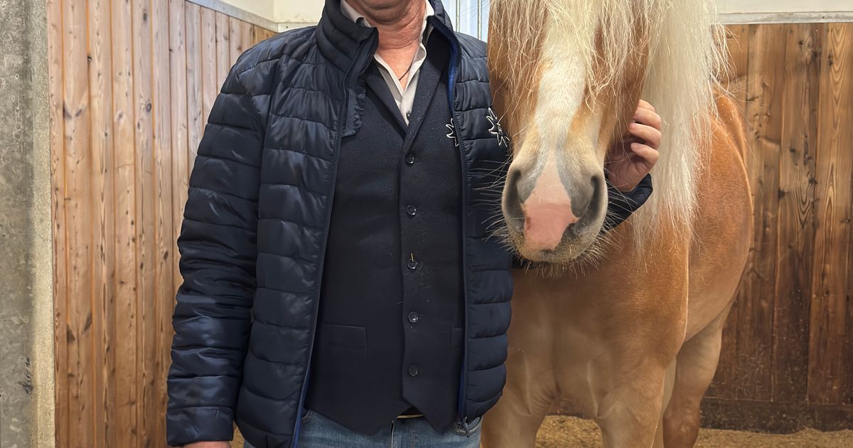 Haflinger-Weltausstellung in Ebbs: Wenn 600 Pferde auf dem Laufsteg ...