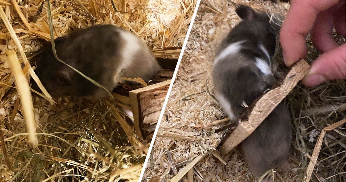 Josy in Not: Münchner Feuerwehr befreit Hamster aus misslicher Lage ...