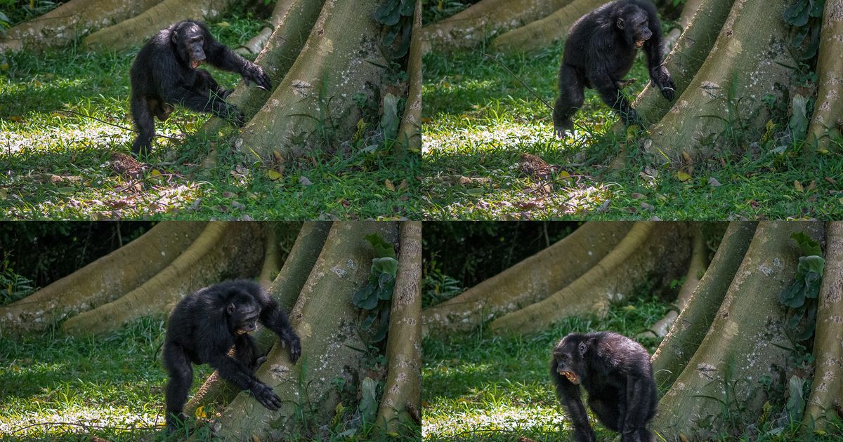 Wiener Forscher: Schimpansen trommeln mit individuellen Beats | Tiroler ...