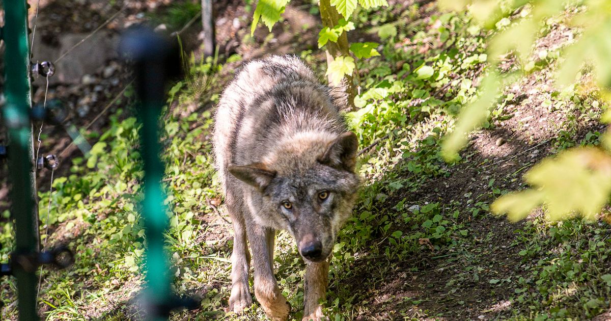 EU könnte beim Thema Wolf ein Verfahren gegen Tirol einleiten | Tiroler ...