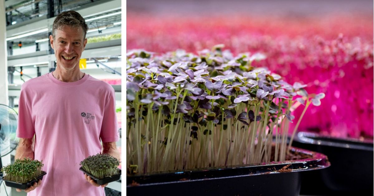 Magst mi pflanzen? Was hinter Microgreens steckt und wie man sie selbst ...