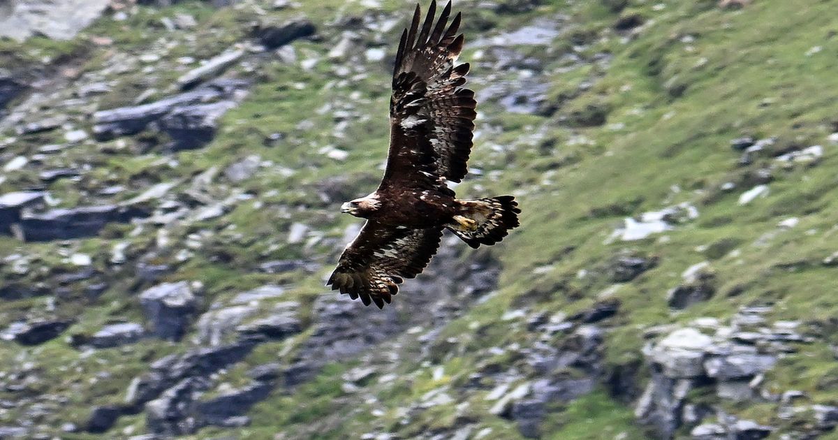 Stilvolle Steinadler Im Angriff Fotos