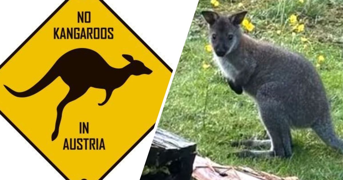 Was machen Kängurus in Tirol, wo es doch heißt: „No Kangaroos in ...