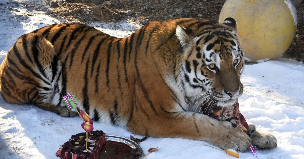 Hütte mit Menschen attackiert: Tiger griff Jäger in russischem ...