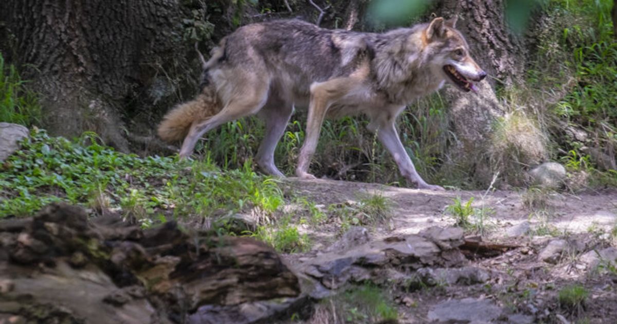 Nach Wolfsattacken mit toten Schafen: Tiroler Bauern im Visier von ...