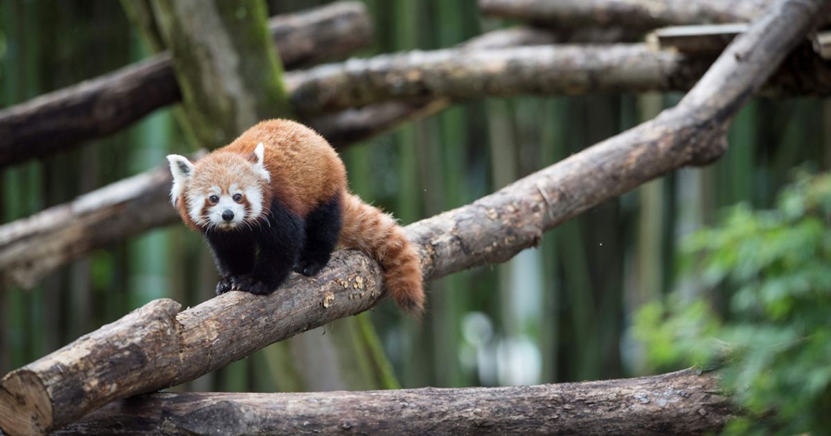 Roter Panda machte in Belfast „Urlaub vom Zoo“ | Tiroler Tageszeitung ...